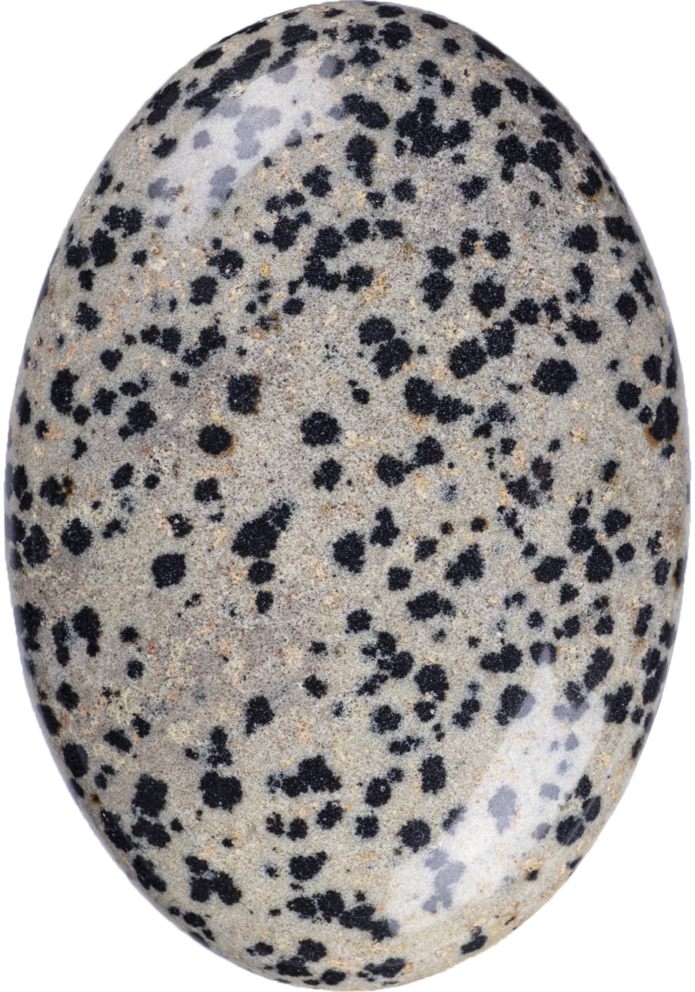 Natural Polished Dalmatian Jasper Palm Stone Oval Shaped Dalmatian ...